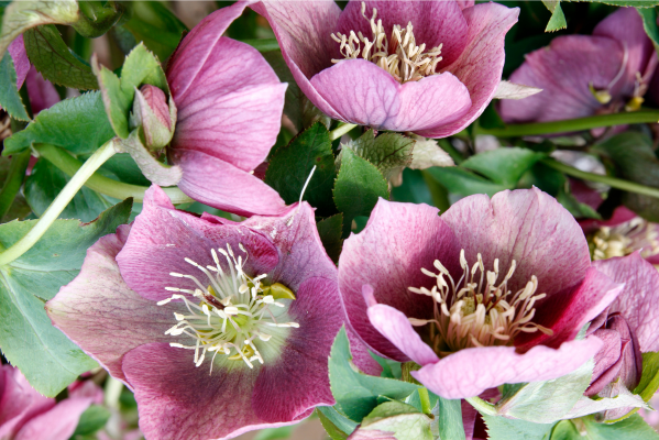 9 plantas perennes para plantar este otoño - Jardiland