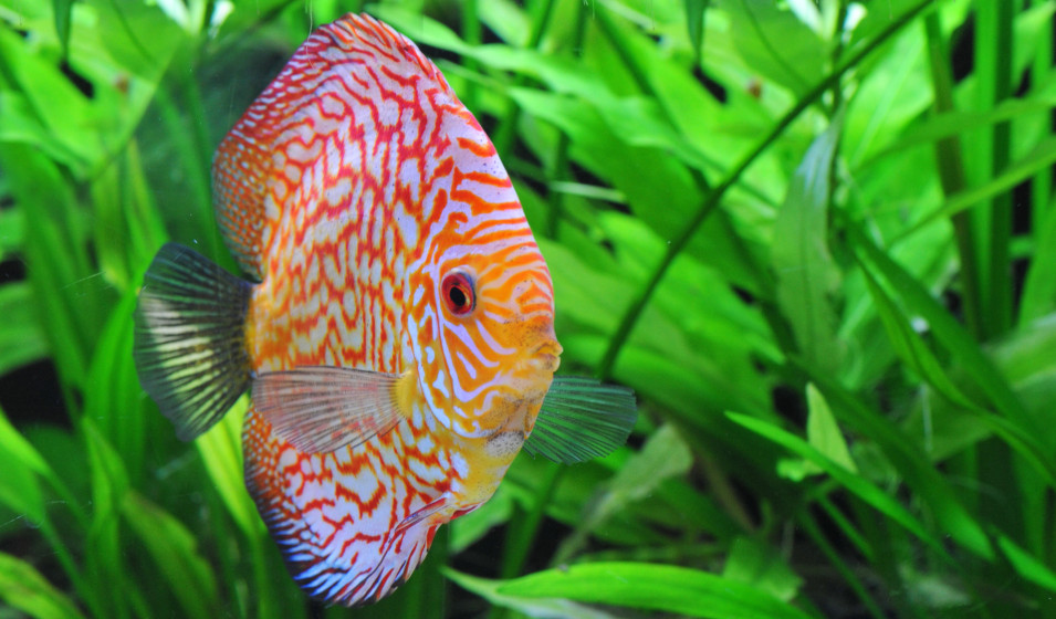 Comment bien aménager un aquarium pour discus ? - Jardiland