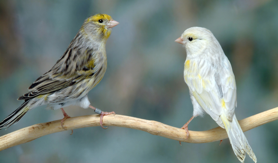 Le canari agate - Jardiland