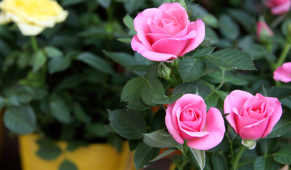 18 mini plantes d'intérieur pour une déco tendance - Jardiland