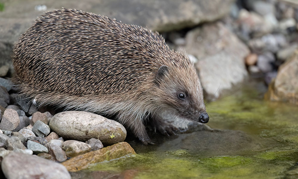 6 gestes simples pour aider le hérisson face aux fortes chaleurs de cet ...