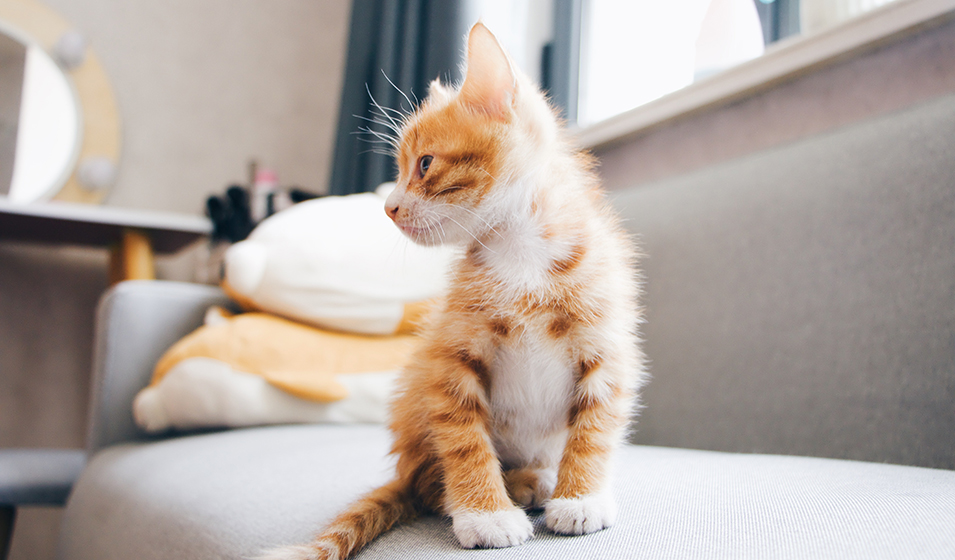 Quel âge a mon chat en âge humain ? - Jardiland