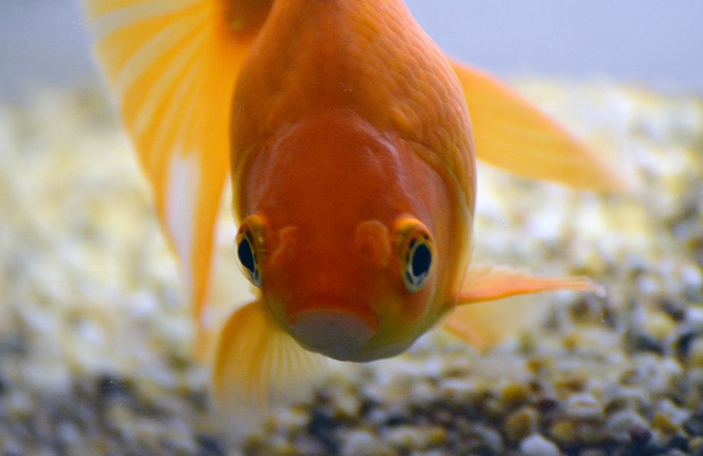 10 animaux aux records insolites ! - Jardiland