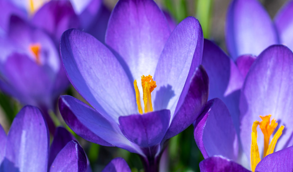 Crocus : plantation, culture, multiplication et entretien - Jardiland
