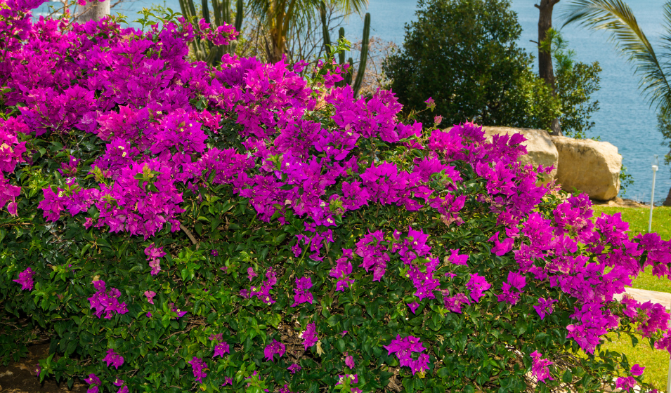 Buganvilla: plantación, cuidados y poda - Jardiland