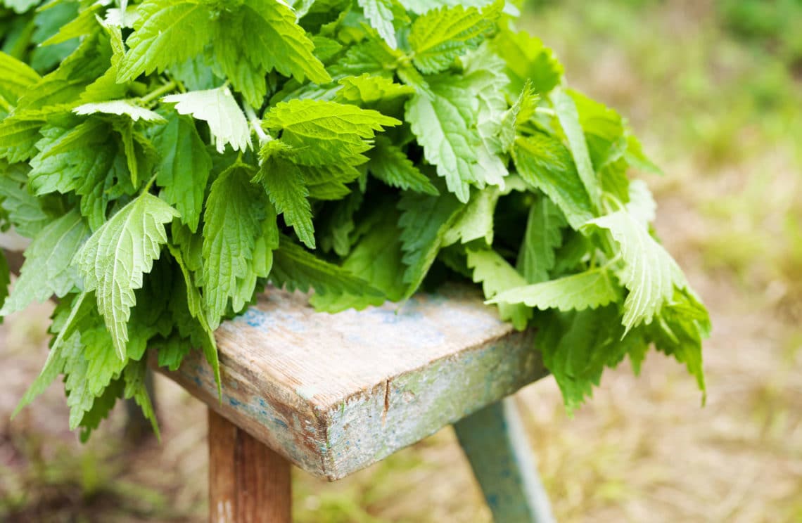 6 bienfaits de l’ortie pour votre bien-être - Jardiland