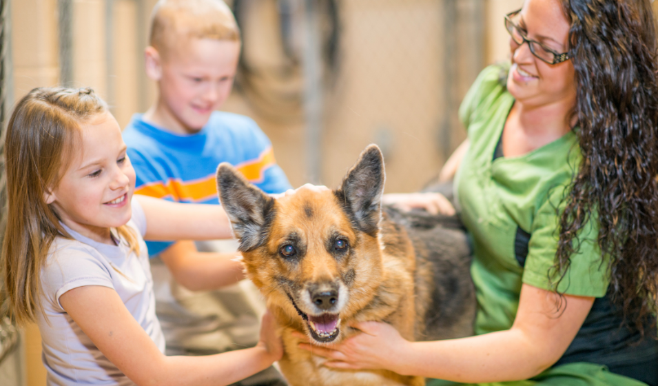 ¿Cómo puedo adoptar a un perro y que responsabilidad tenemos? - Jardiland