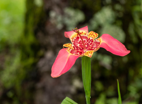 El Cacomite arrive ! - Gamm vert