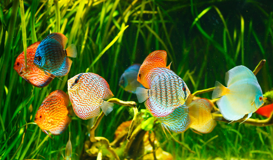 Le Discus : caractéristiques et soin - Jardiland