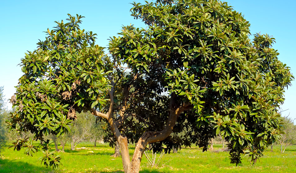 Néflier : variétés, plantation, culture et entretien - Jardiland
