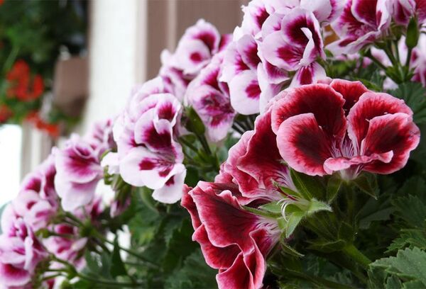 5 astuces pour réussir ses géraniums de balcon - Gamm vert