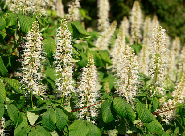 Un marronnier pour petit jardin - Gamm vert