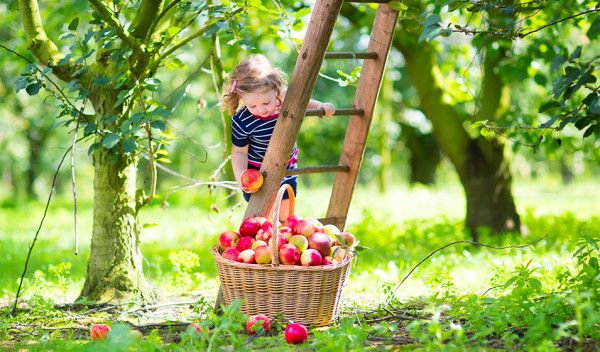 Comment créer son verger ? - Jardiland