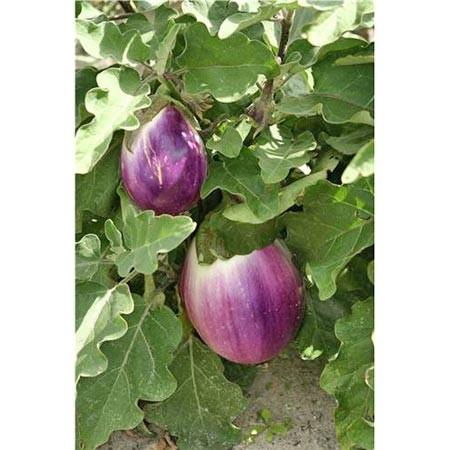 Comment cultiver l'aubergine zébrée? - Gamm vert
