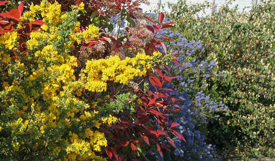 Comment planter un arbuste à feuillage persistant ? - Jardiland