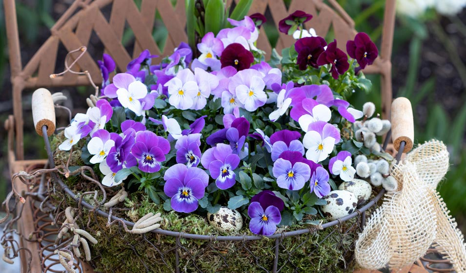 Comment planter et entretenir la Viola cornuta ? - Jardiland