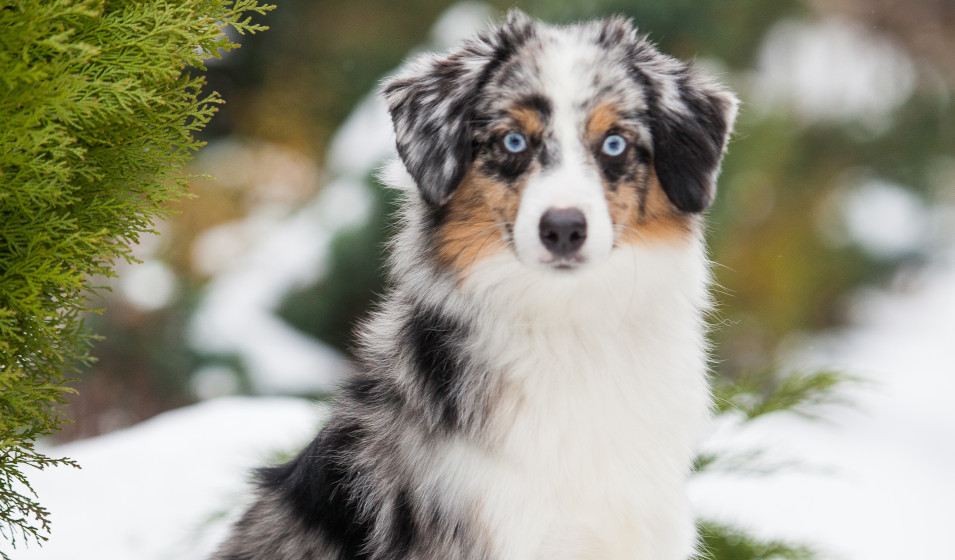 Berger américain miniature : caractère, comportement et santé - Jardiland