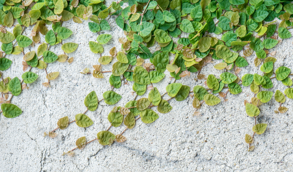 Losa Con Hierba Trepadora