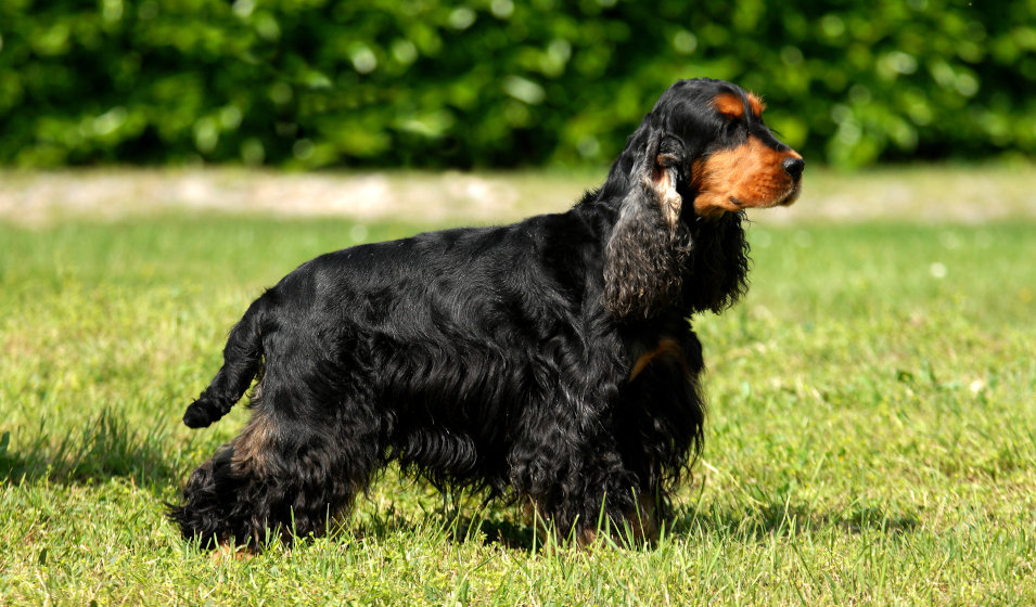 Cocker anglais : caractère, santé et éducation - Jardiland