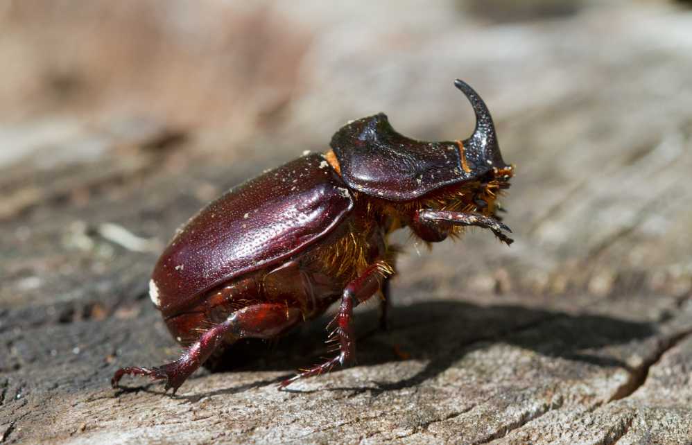 Le scarabée : ami ou ennemi du jardinier ? - Jardiland