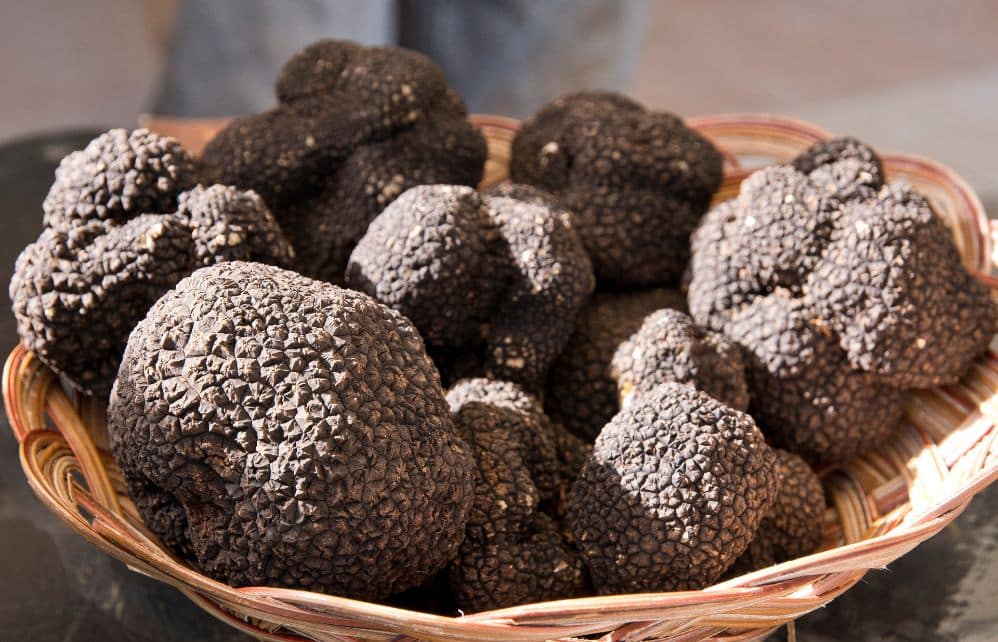 La truffe : découvrez ses bienfaits et comment la cuisiner ! - Jardiland