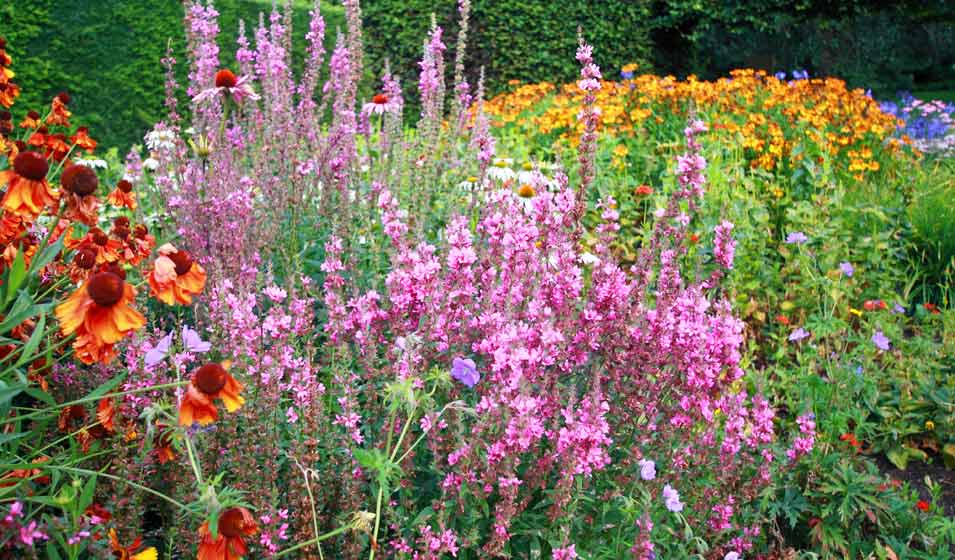 12 idées de massifs fleuris dès le printemps - Jardiland
