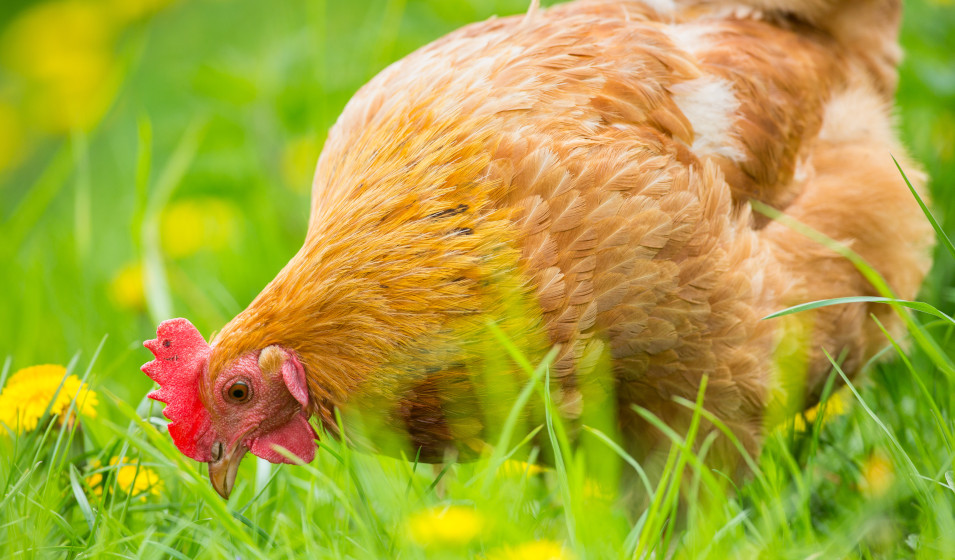Que mange une poule pondeuse ? - Jardiland