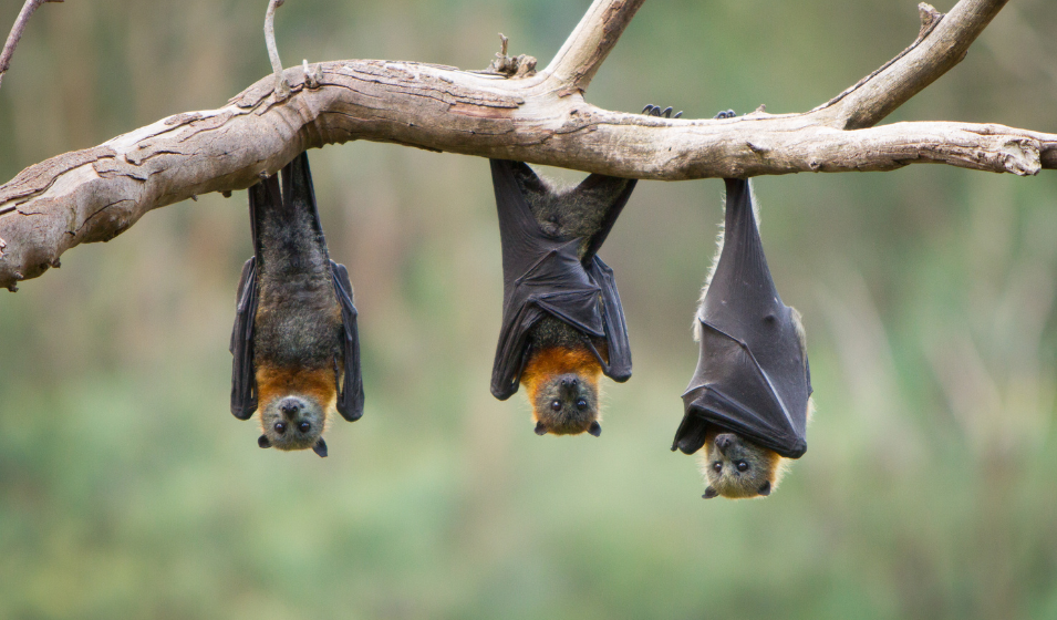 6 pequeños animales útiles en el jardín - Jardiland
