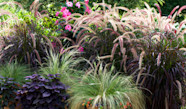 Comment R ussir La Culture De Gramin es En Pot Jardiland Comment R ussir La Culture De Gramin es En Pot Jardiland