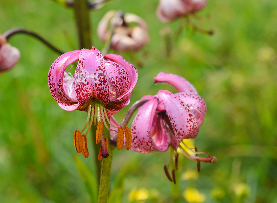 Lis ou Lys : variétés, plantation et entretien - Gamm vert