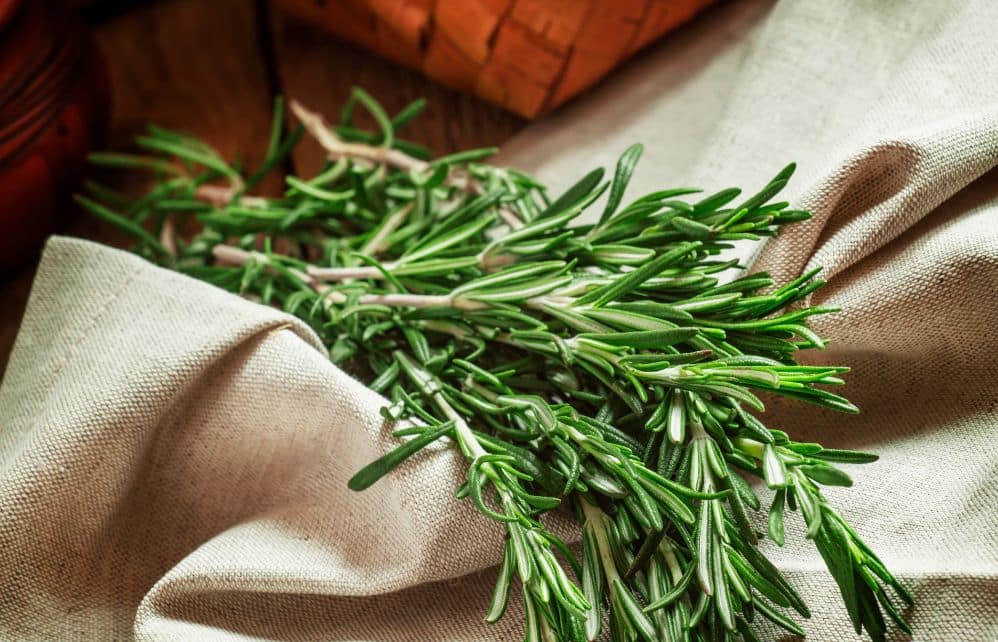 Les secrets cachés du romarin - Jardiland