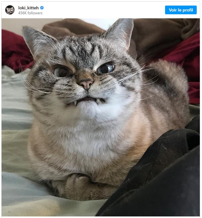 Les 9 photos de chats les plus drôles repérées sur Instagram - Jardiland