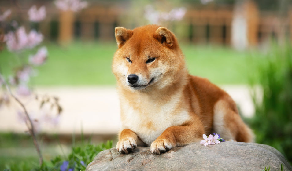 Le Shiba Inu : un caractère bien trempé dans un corps de peluche ...