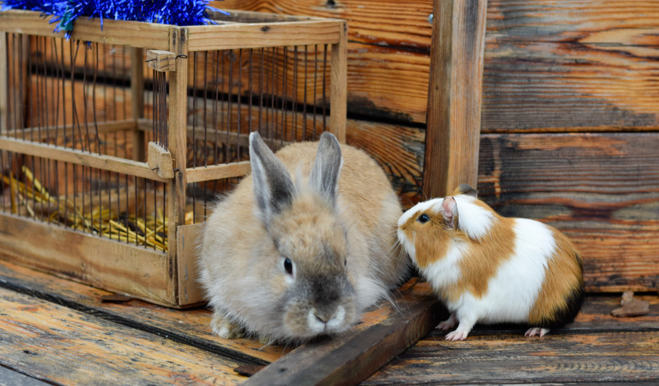 Comment faire cohabiter un lapin et un cochon d'inde ? - Jardiland