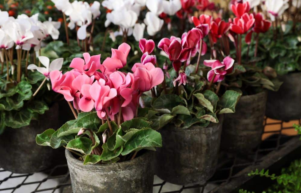 6 fleurs en pot à offrir à la Saint-Valentin pour faire durer le ...