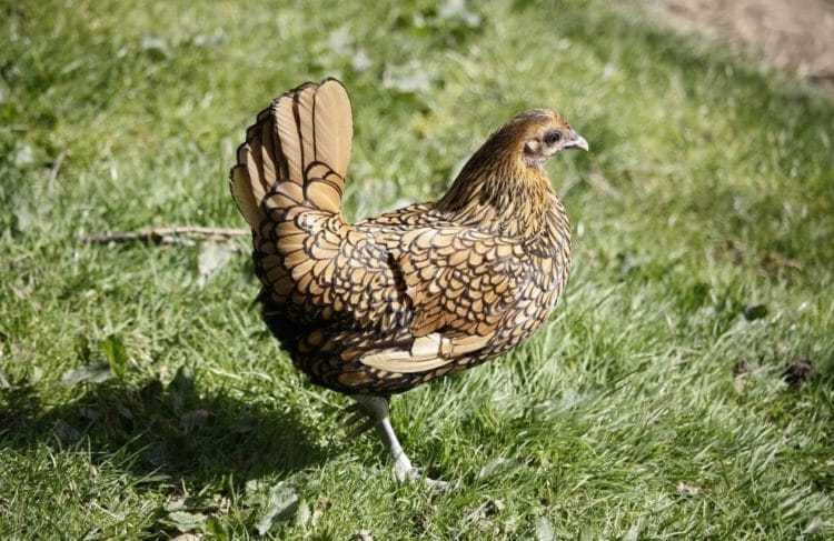 Top 5 des plus belles poules naines - Jardiland