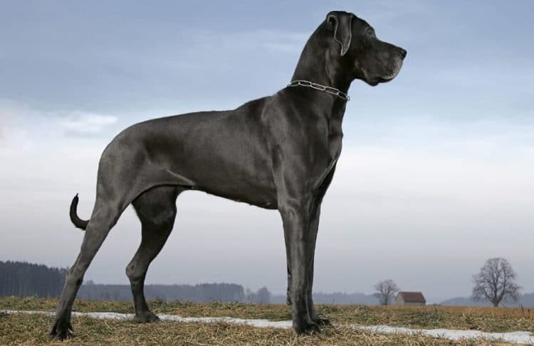 Les races de chiens de tous les records - Jardiland
