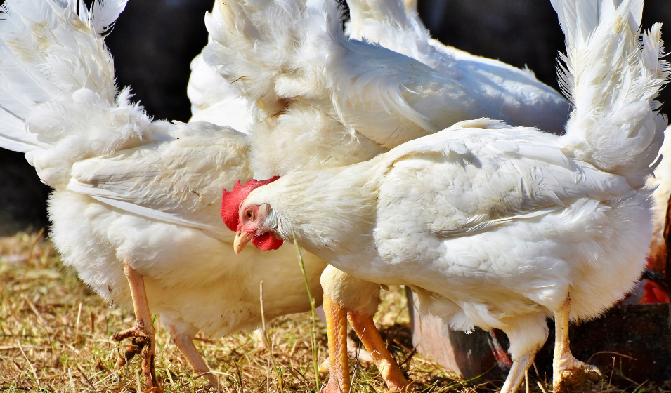 Criando gallinas ponedoras - Jardiland