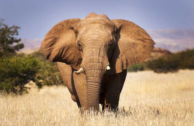 Top 10 des animaux les plus intelligents - Jardiland