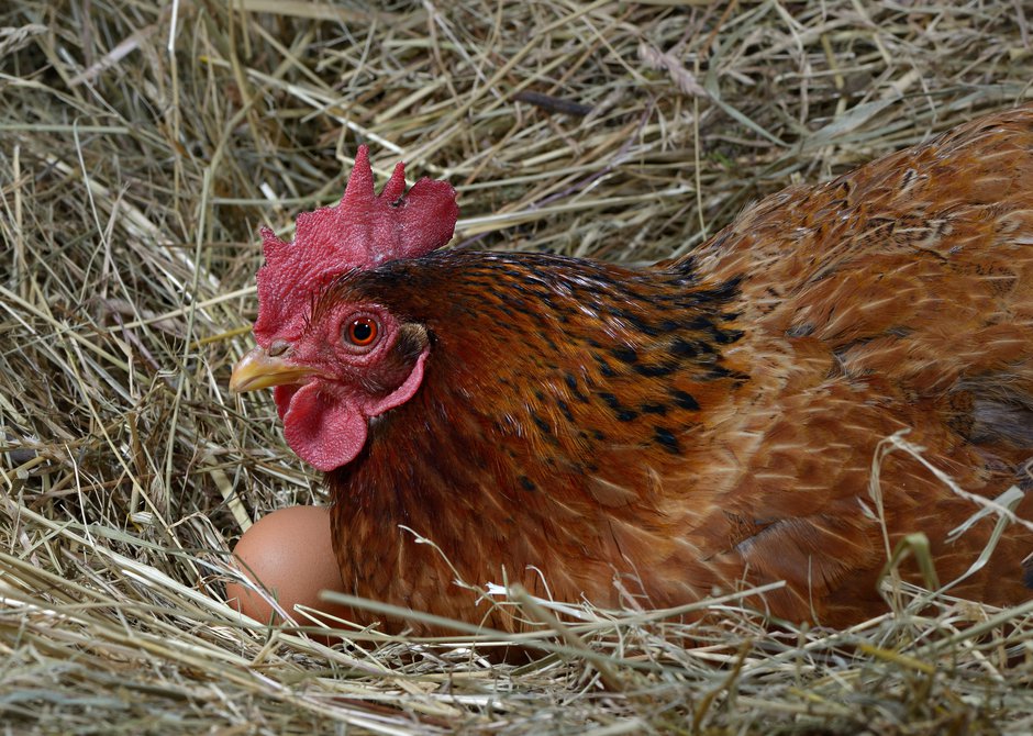 Les 13 maladies des poules les plus courantes - Gamm vert