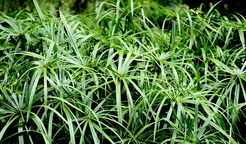 Papyrus : variétés, plantation, entretien et utilisations - Jardiland