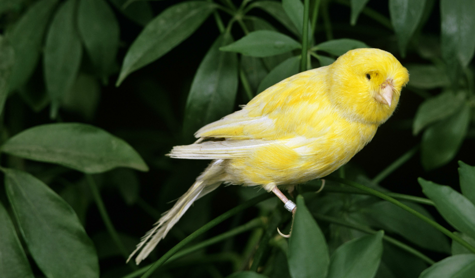 Les canaris de posture - Jardiland