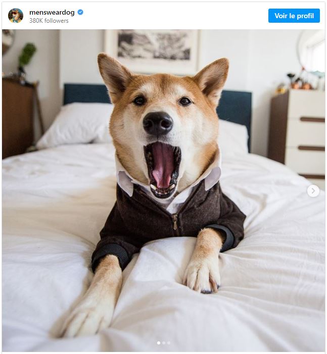 Top 8 des chiens les plus stylés d’Instagram - Jardiland