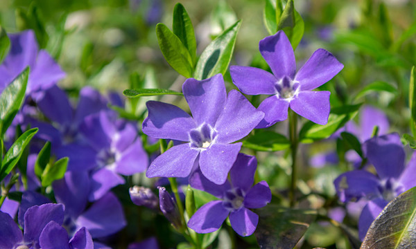 Pervenche : variétés, plantation, entretien - Gamm vert