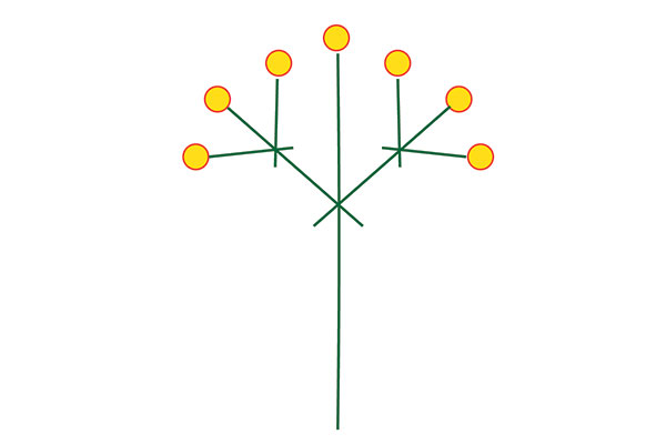 Cyme : définition - Gamm vert