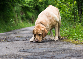 Descubre los 5 sentidos de tu perro - Jardiland