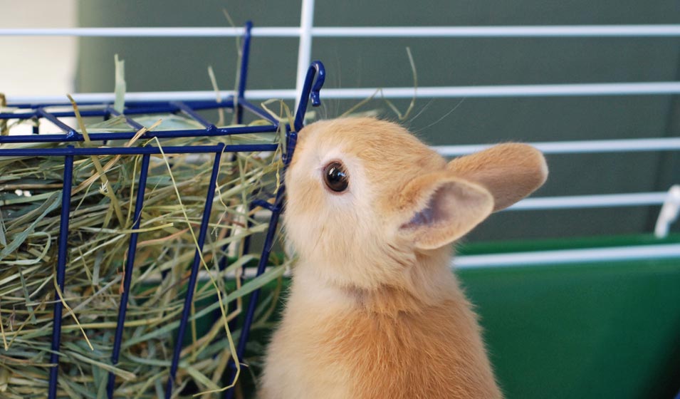 10 idées de cadeaux de Noël pour son lapin nain - Jardiland