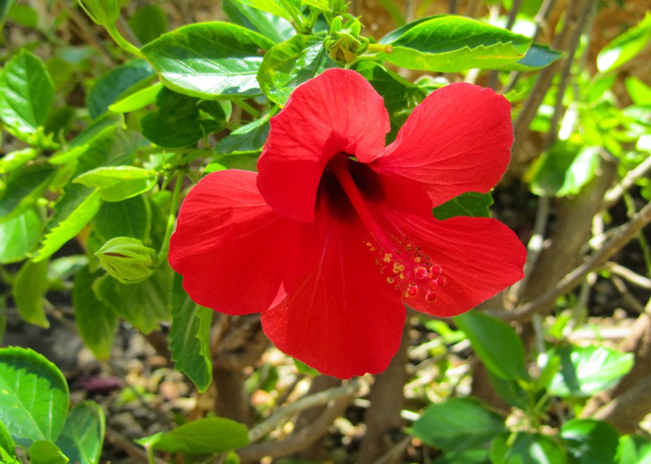 7 plantes d'intérieur à fleurs rouges pour décorer votre salon - Gamm vert