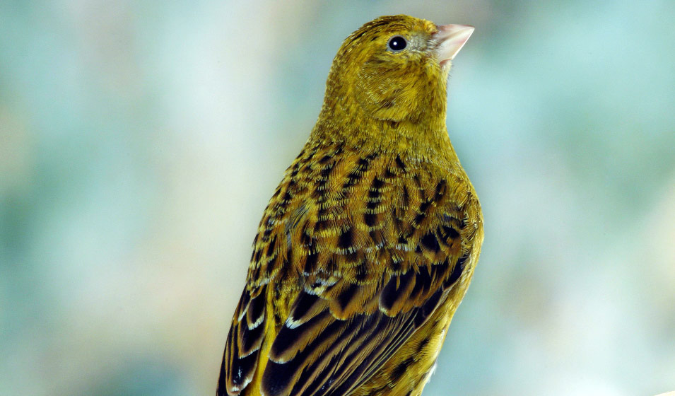 Le canari Lizard - Jardiland