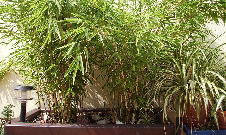 Comment faire un jardin sur sa terrasse ? - Gamm vert